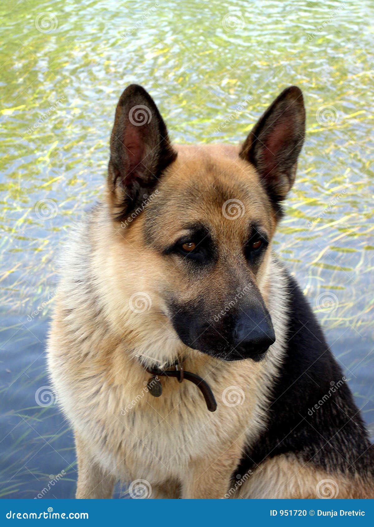 German Shepherd stock photo. Image of posed, outdoors, serious - 951720