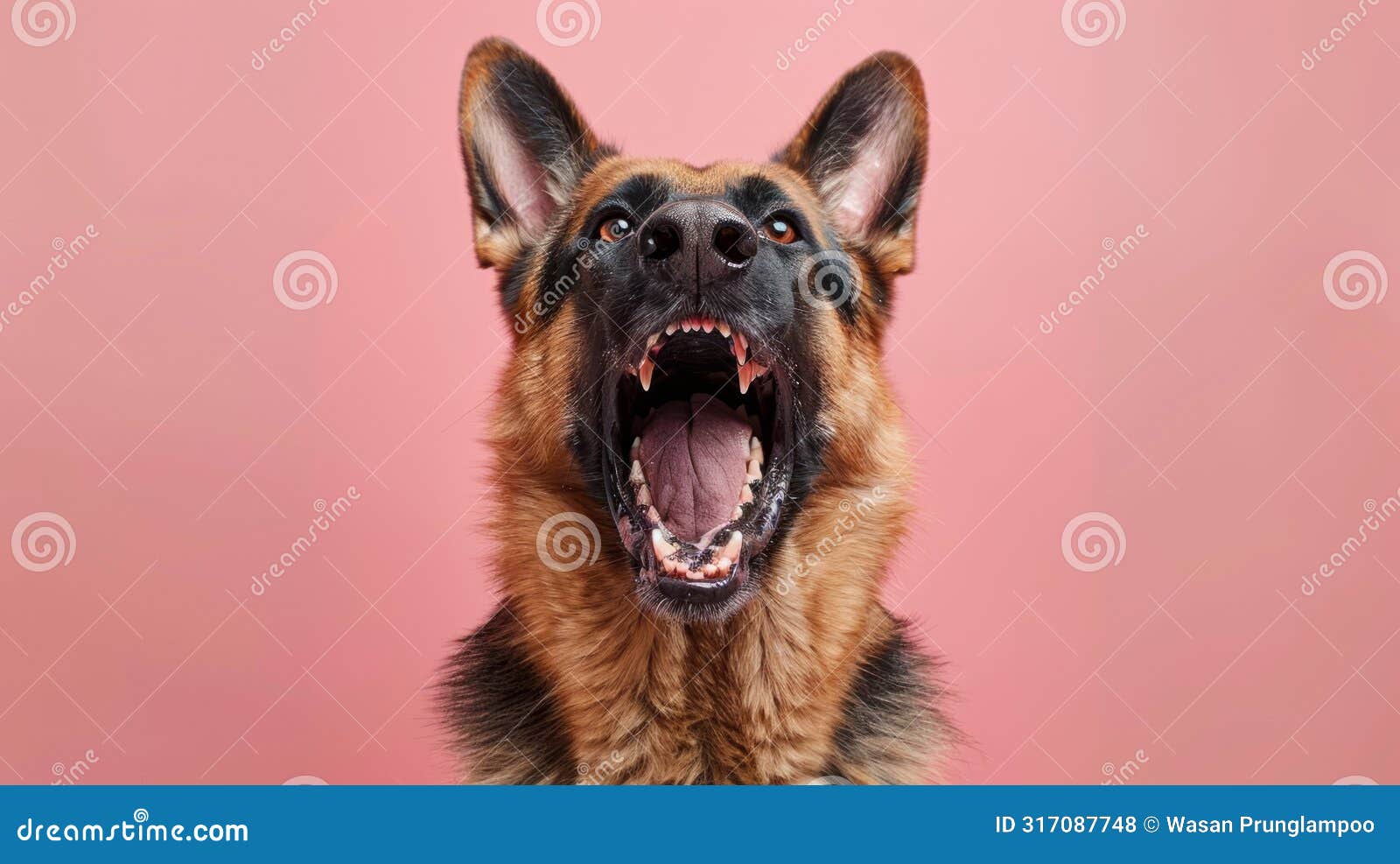 German Shepherd, Angry Dog Baring Its Teeth, Studio Lighting Pastel ...