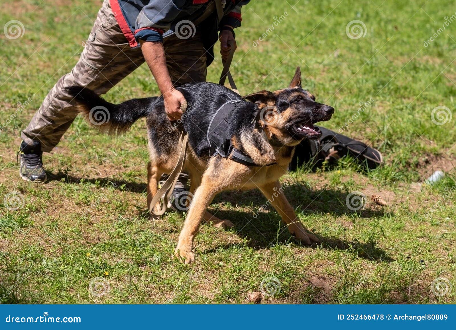 Attacking German Shepherd