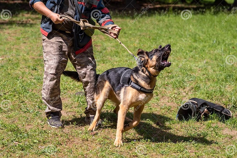 German Shepherd Attacking Dog Handler during Aggression Training. Stock ...