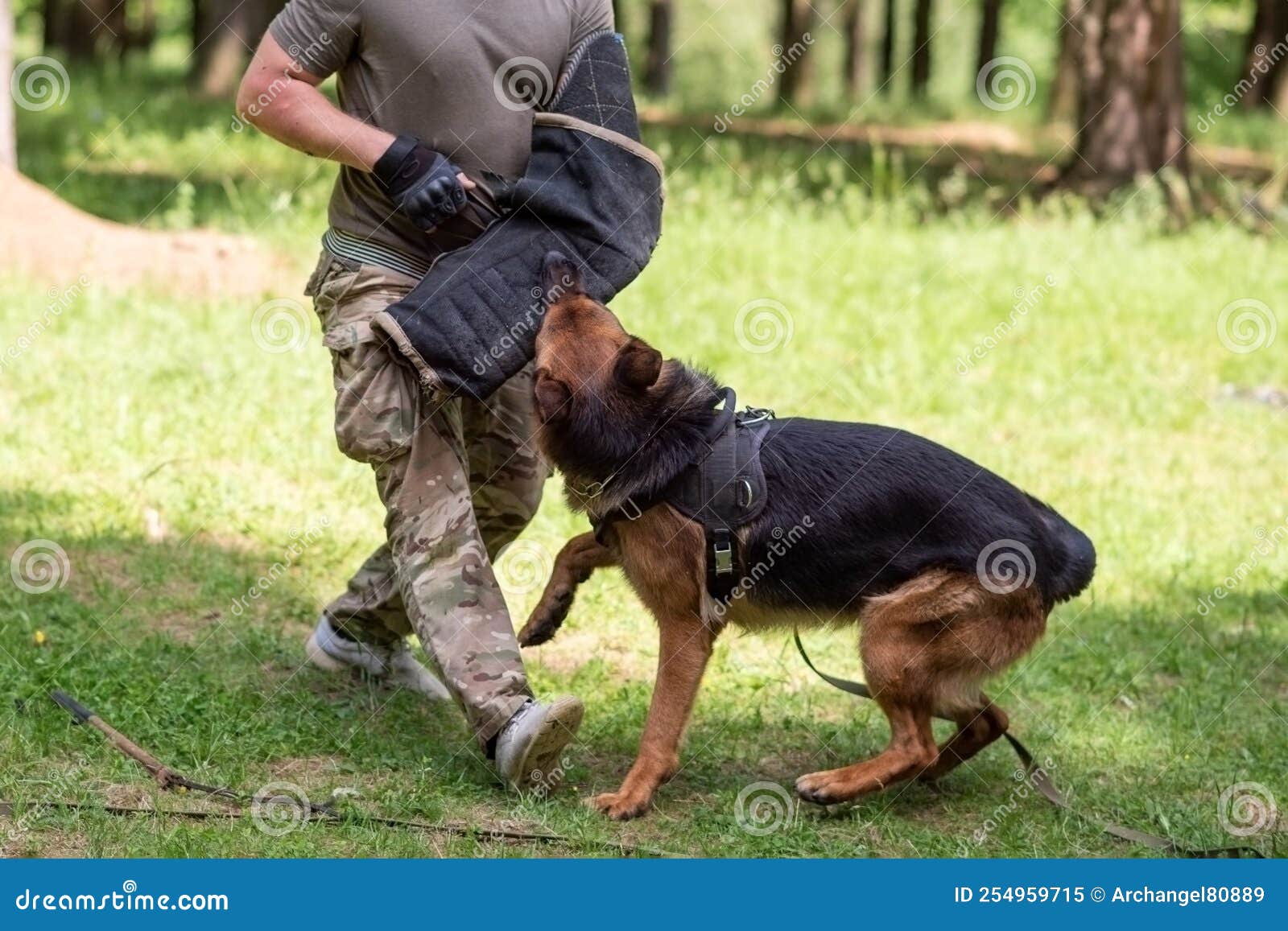 German Shepherd Attacking Dog Handler during Aggression Training. Stock ...