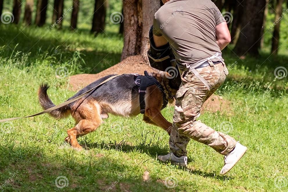 German Shepherd Attacking Dog Handler during Aggression Training. Stock Image - Image of leash ...