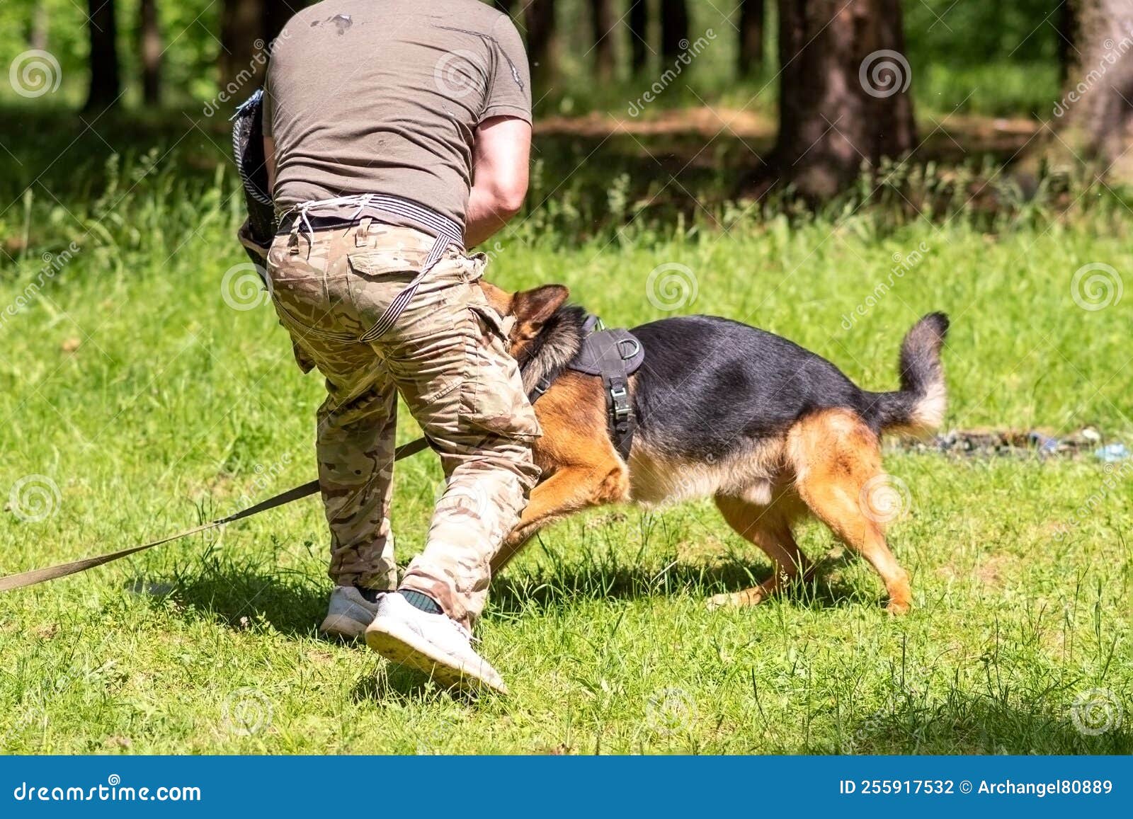 German Shepherd Attacking Dog Handler during Aggression Training. Stock ...