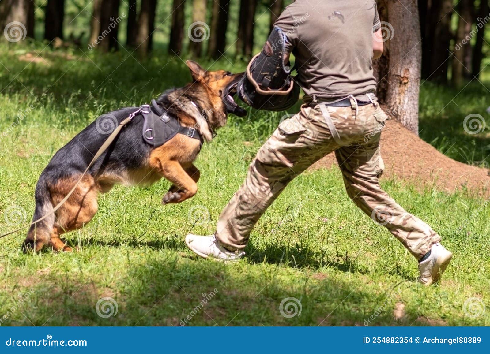German Shepherd Attacking