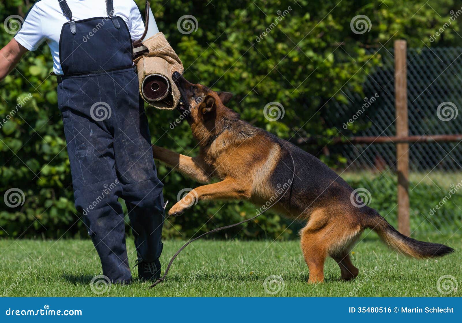 107 German Shepherd Attacking Stock Photos - Free & Royalty-Free Stock ...