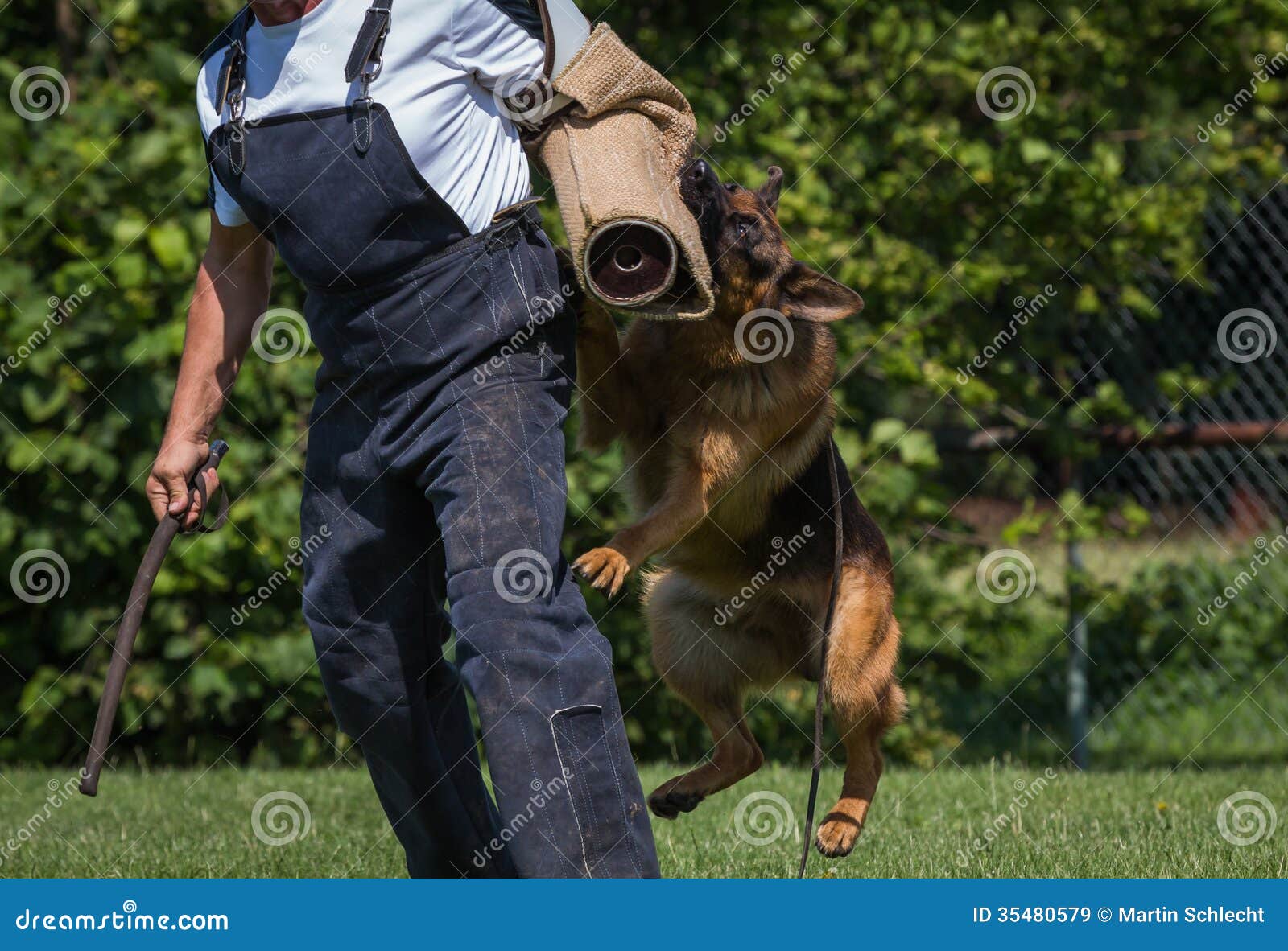 German shepherd stock image. Image of aggressive, security - 35480579