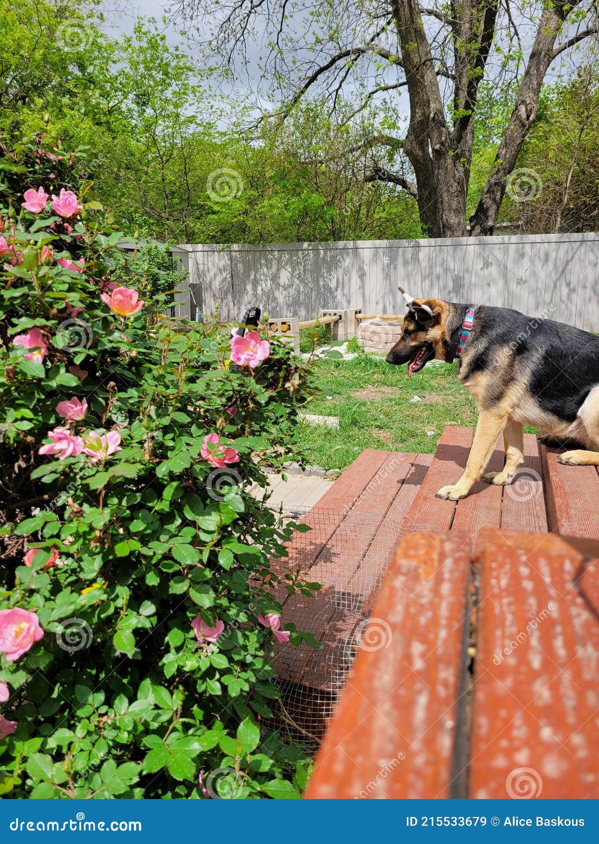 German Shepherd in Backyard in Springtime Stock Image - Image of furry ...