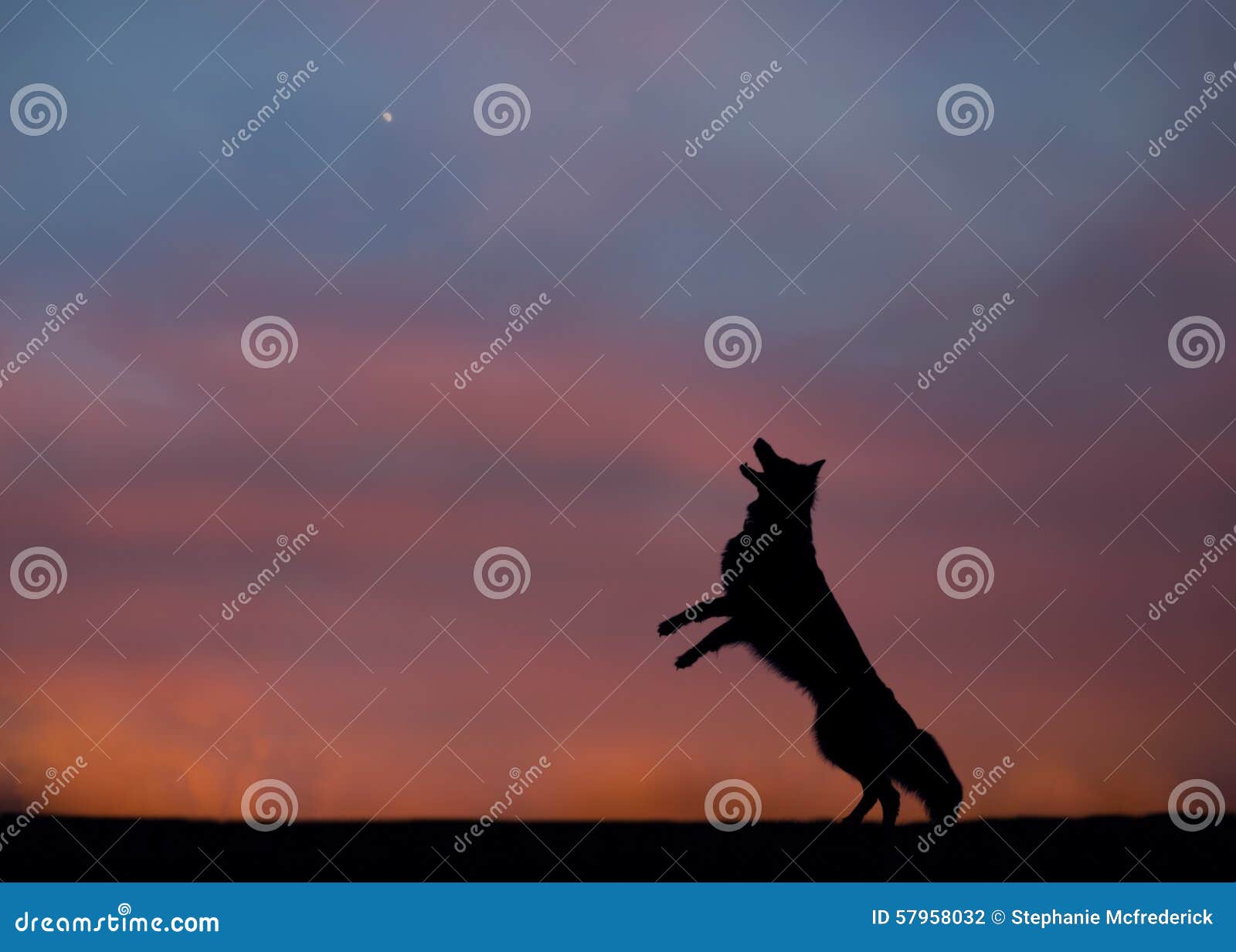 German Shepherd Barking at the Moon Stock Photo - Image of night ...