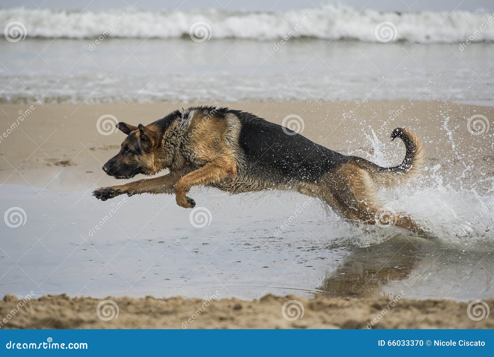 German Shepherd at the Beach Stock Photo - Image of action, jump: 66033370