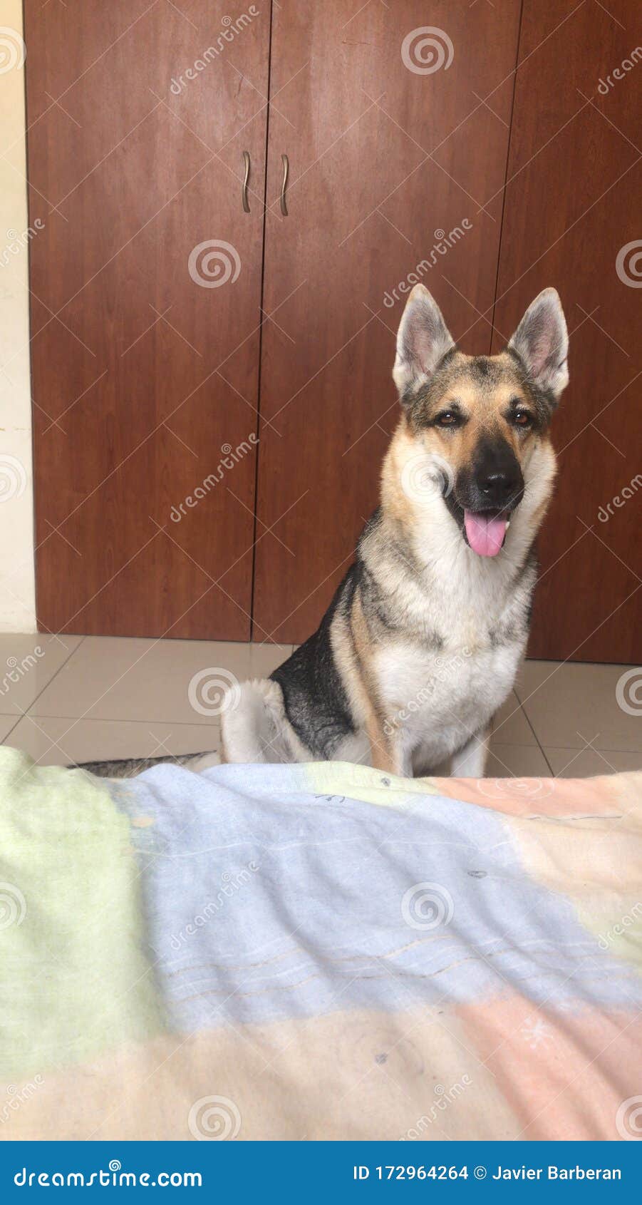 German Shepherd in bedroom stock photo. Image of bedroom - 172964264