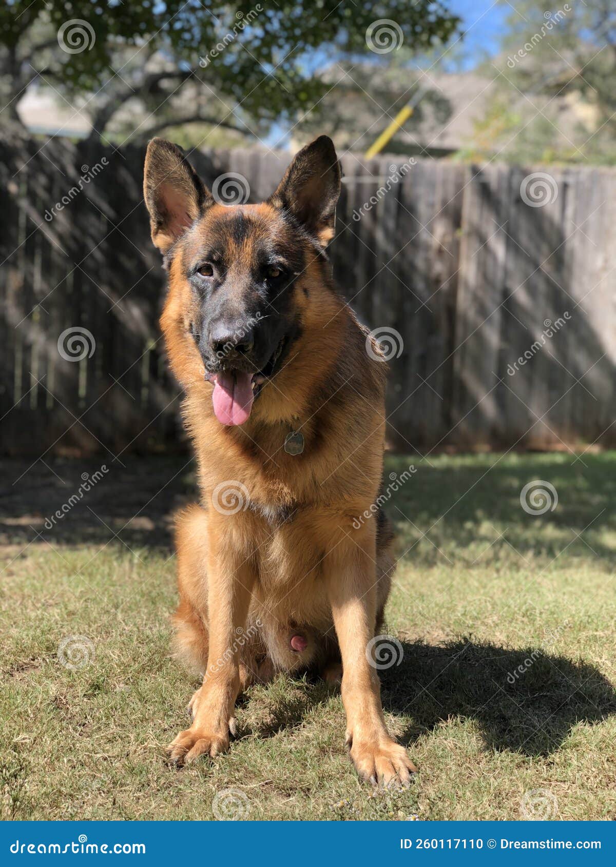 German Shepherd stock photo. Image of sitting, german - 260117110