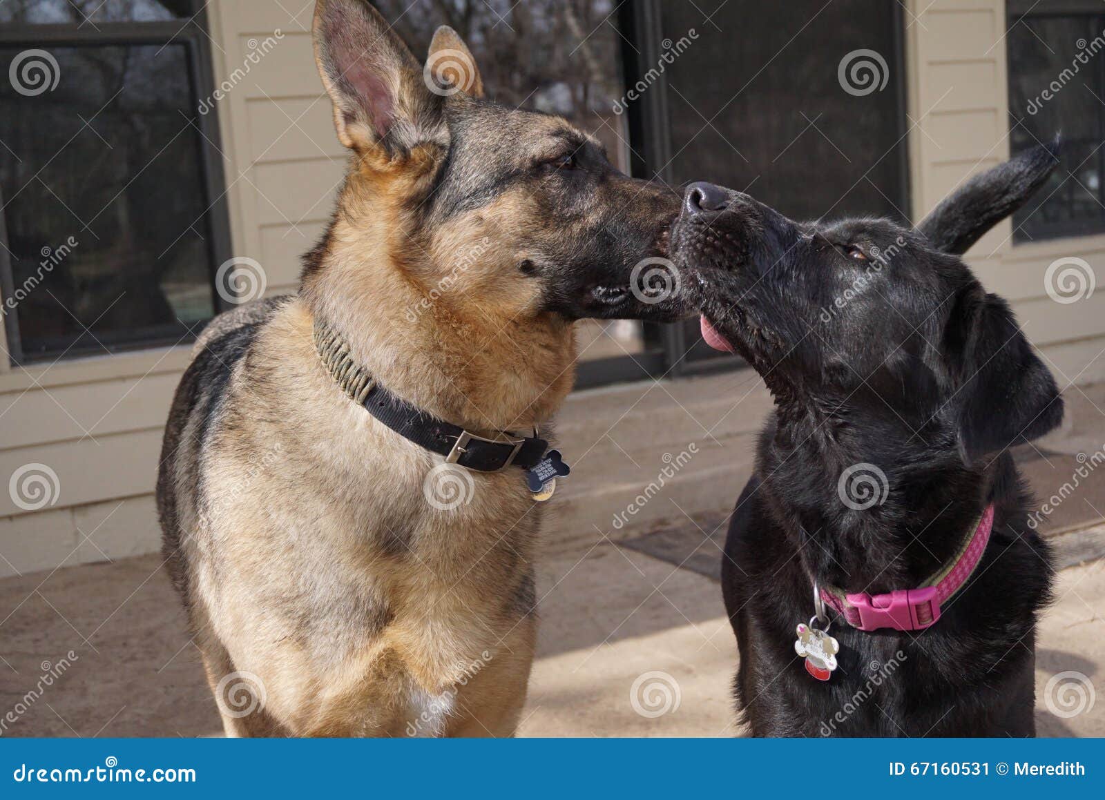 German Shepherd and Black Lab Editorial Photo - Image of kissing ...