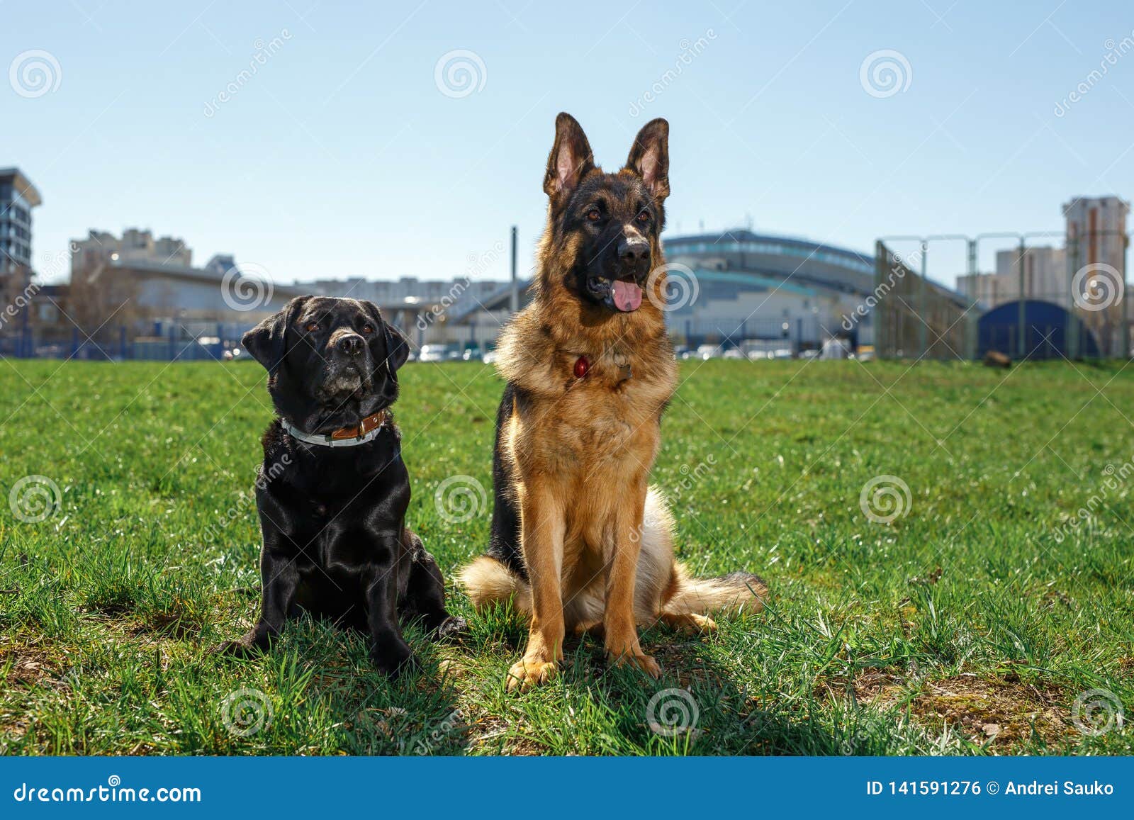German Shepherd and Black Labrador Sit and Listen To the Command Stock ...