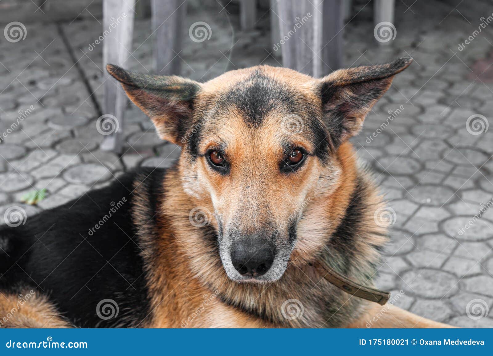 German Shepherd Close-up. a Sad Old Dog is Lying on the Pavement Stock ...