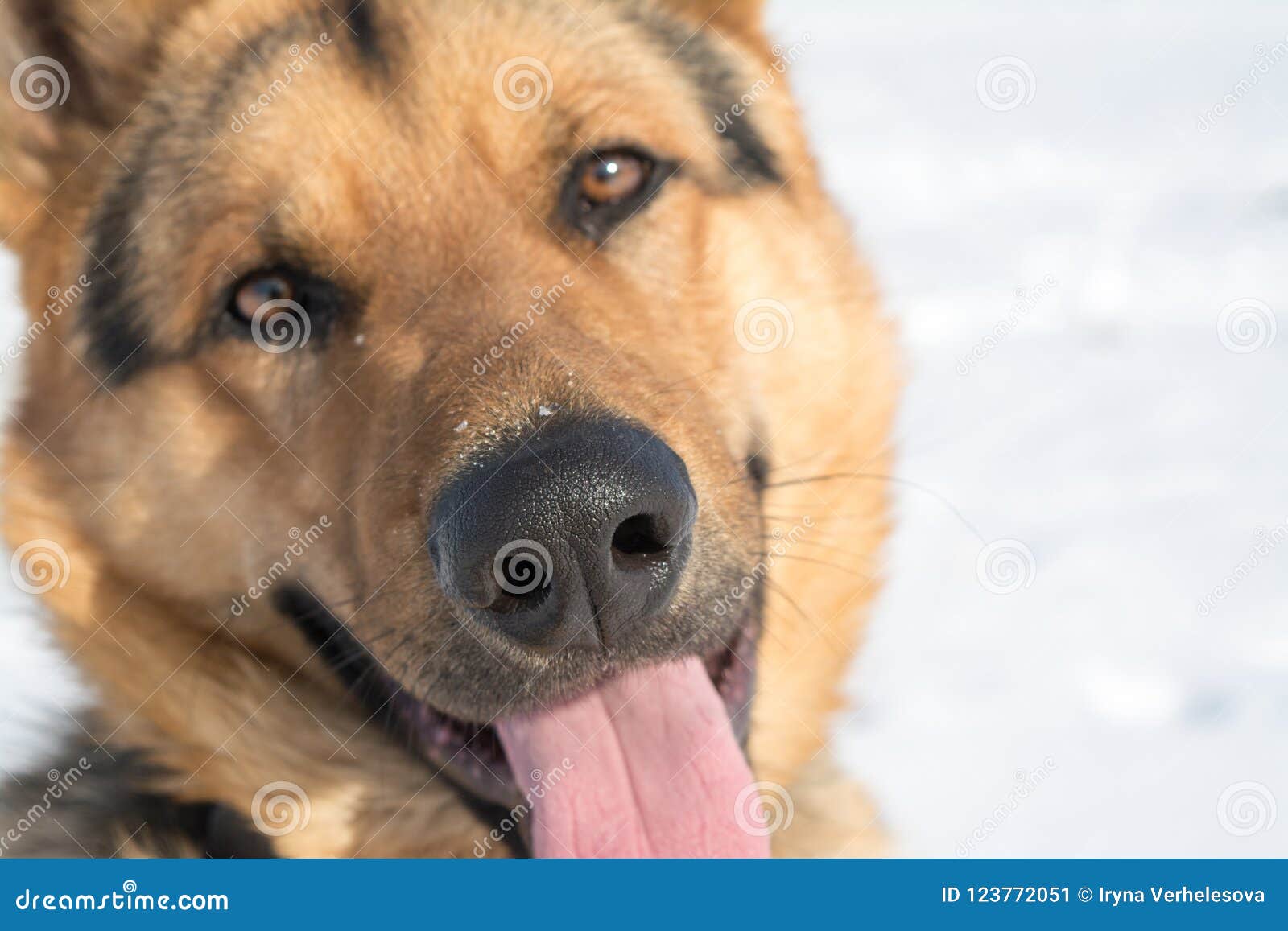 German shepherd closeup stock image. Image of mammal - 123772051