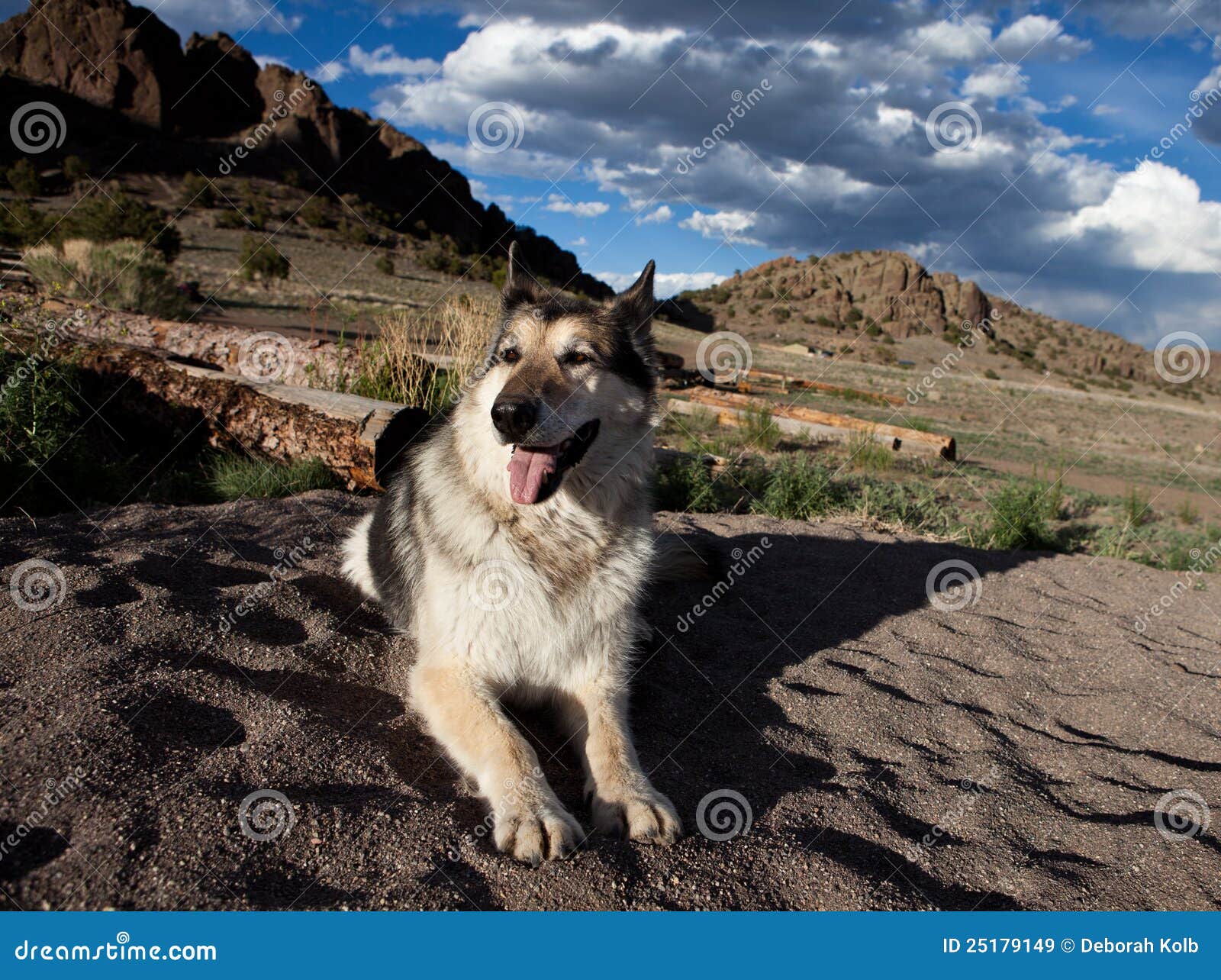 German Shepherd in Colorado Stock Image - Image of brown, listening ...