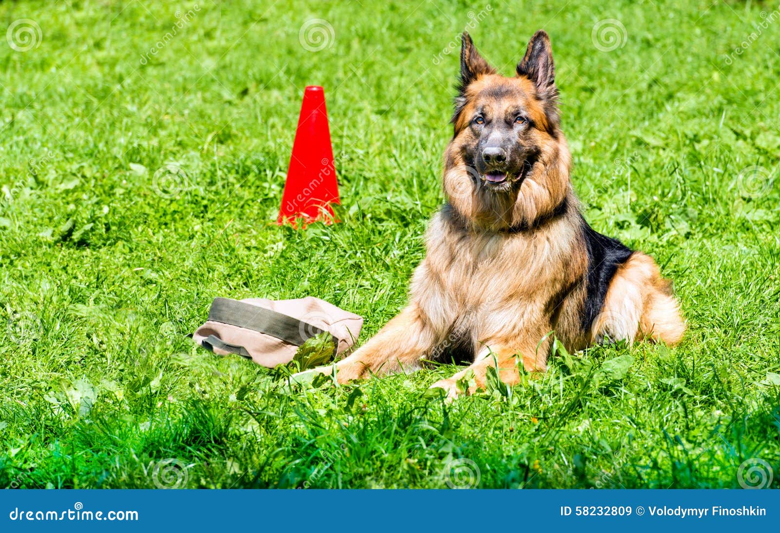 German Shepherd Command GUARD. Stock Image - Image of loyal, watchful ...