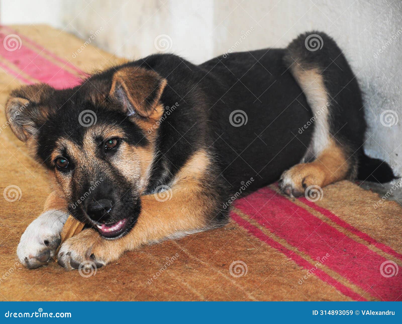 German shepherd cub stock image. Image of german, doggy - 314893059
