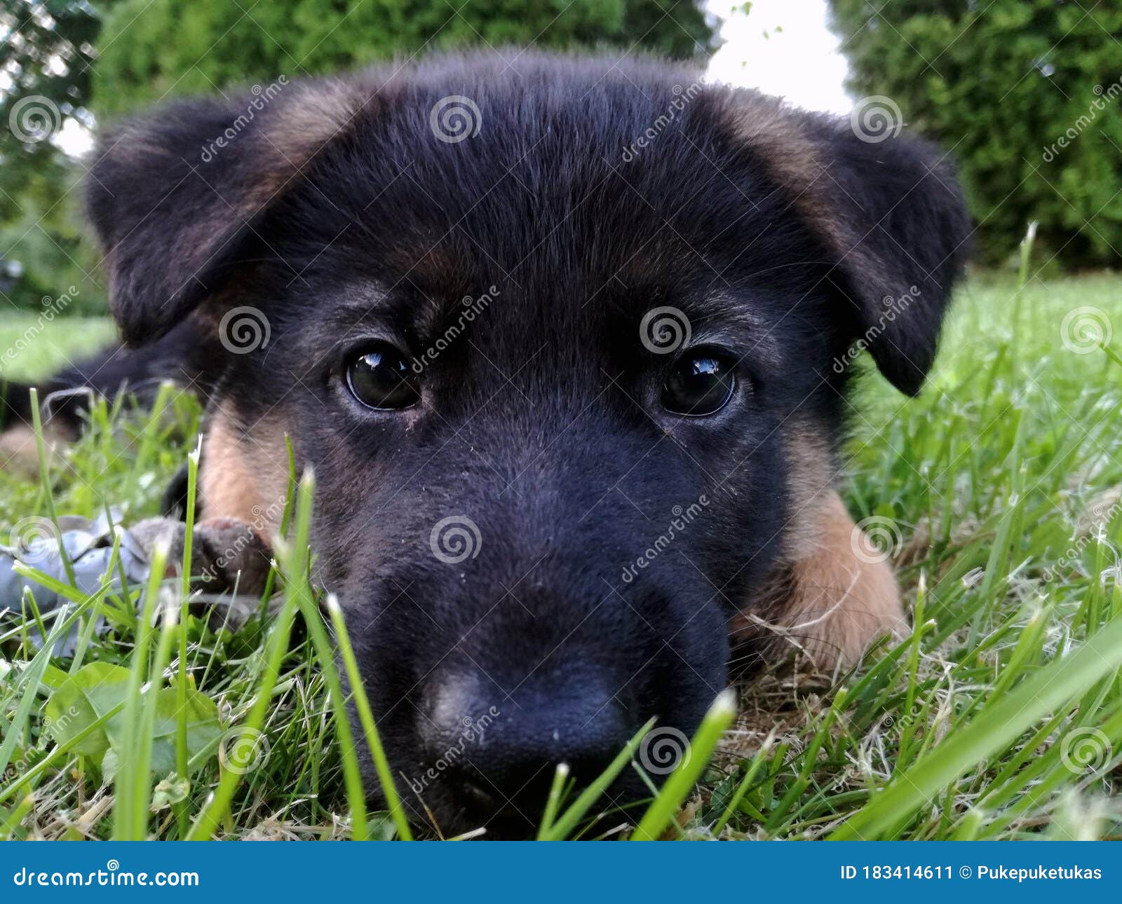 German Shepherd Cute Puppy Big Eyes Stock Image - Image of nose, snout ...