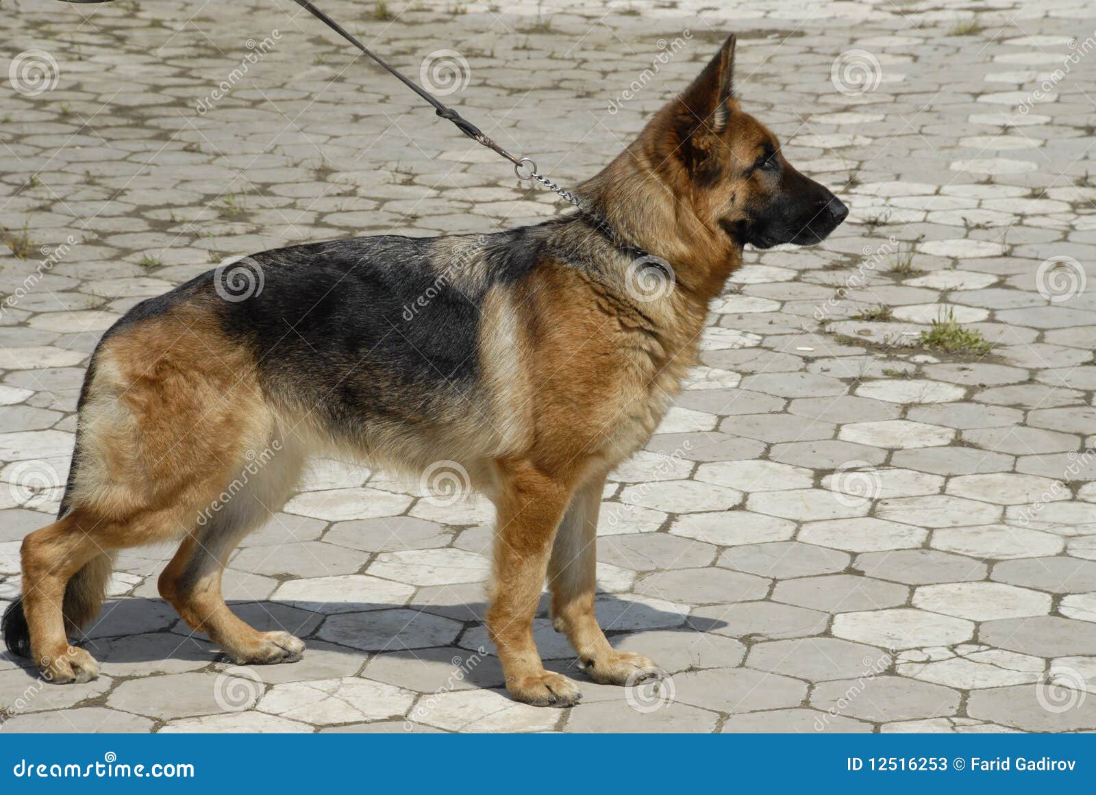 German shepherd dog stock image. Image of german, trained - 12516253