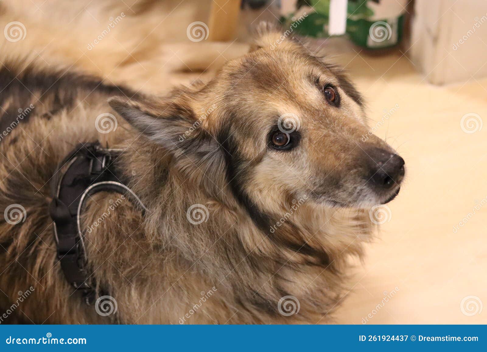 German Shepherd Dog stock image. Image of snout, mammal - 261924437