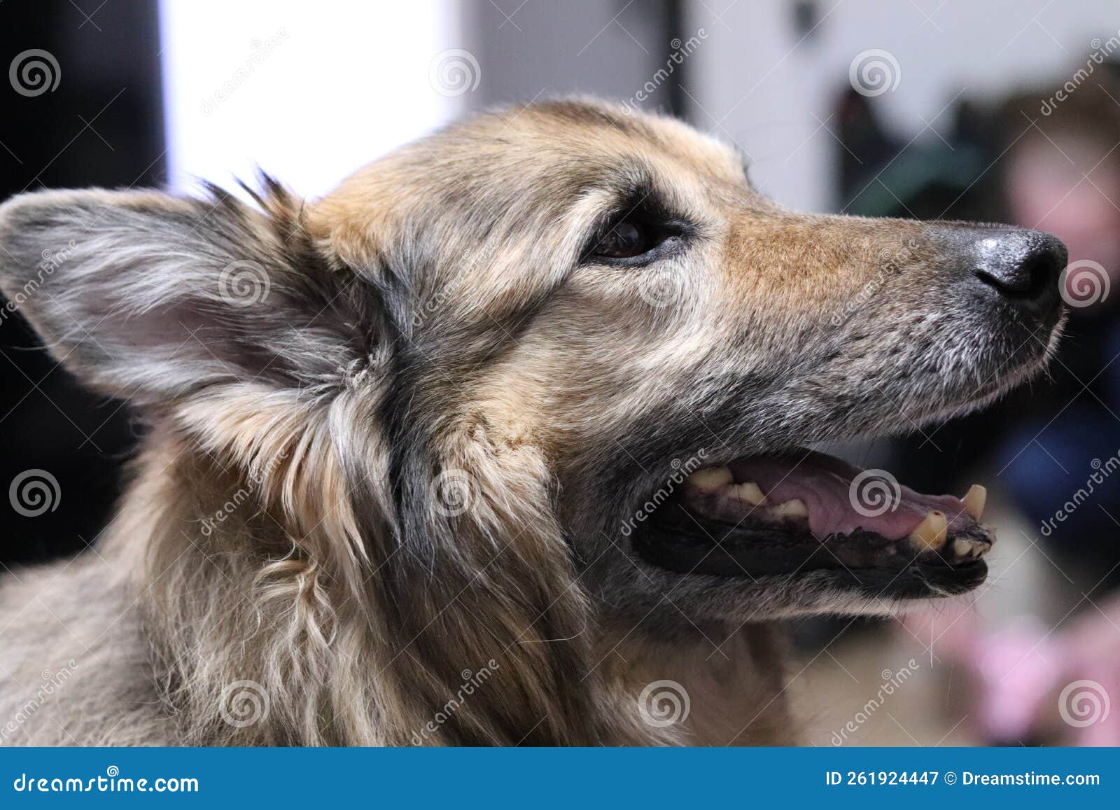 German Shepherd Dog stock image. Image of whiskers, snout - 261924447