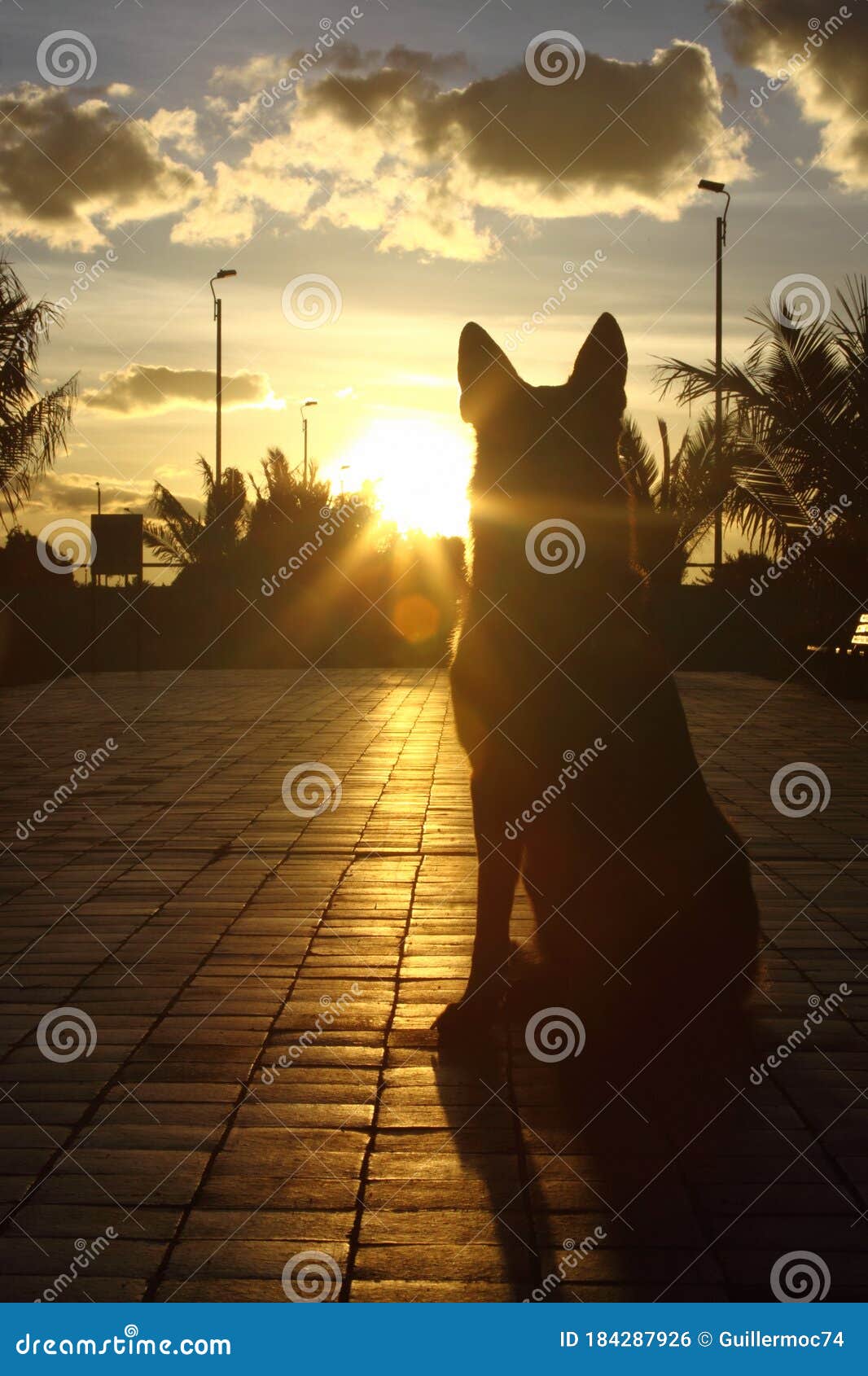 German Shepherd Dog in the Afternoon Seated and Looking into Sunset ...