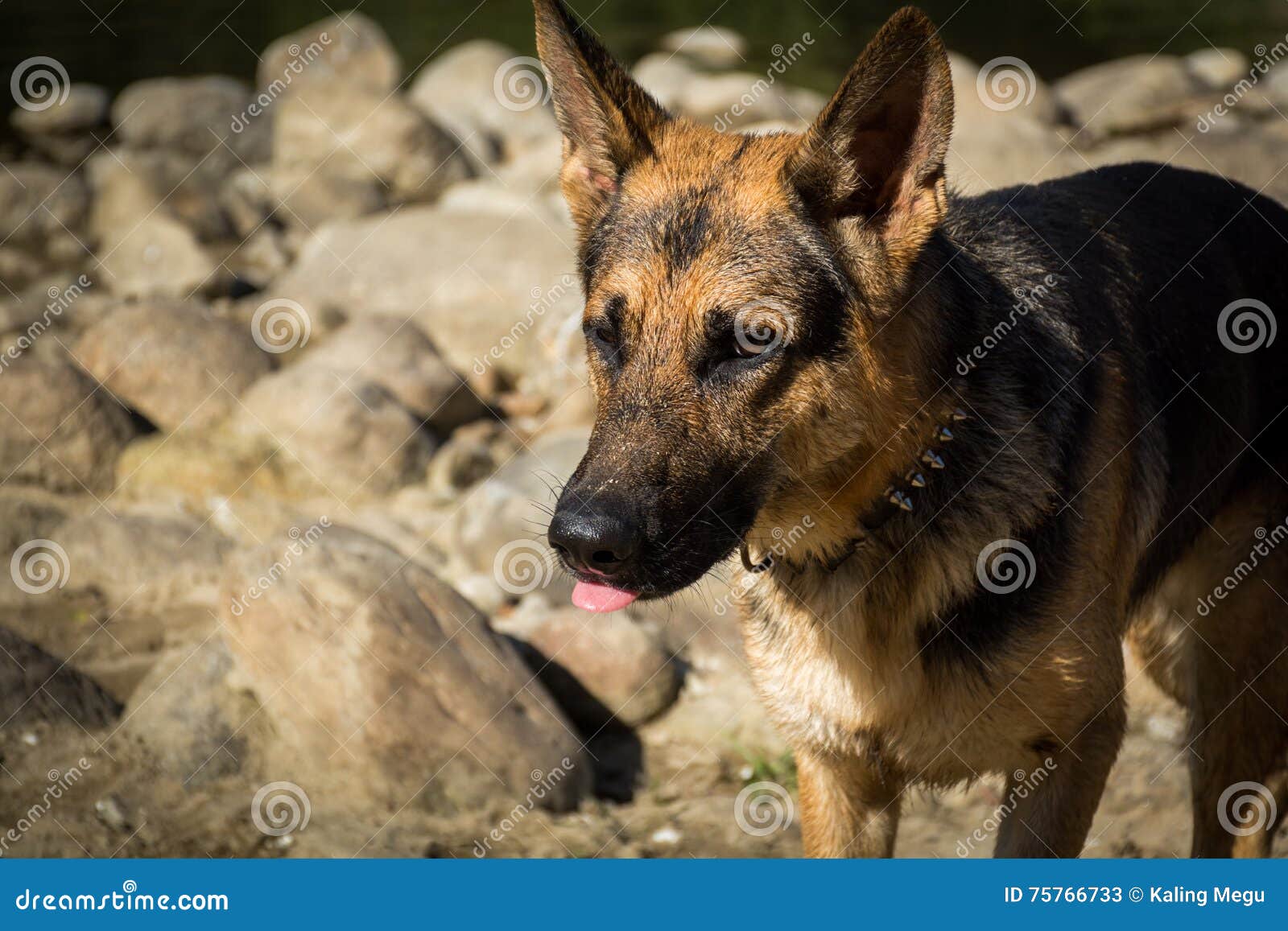 German Shepherd Dog on Alert. Stock Image - Image of security, pets ...