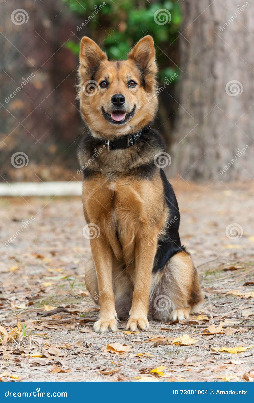 German Shepherd Dog Also Known As Alsatian Stock Photo - Image of ...