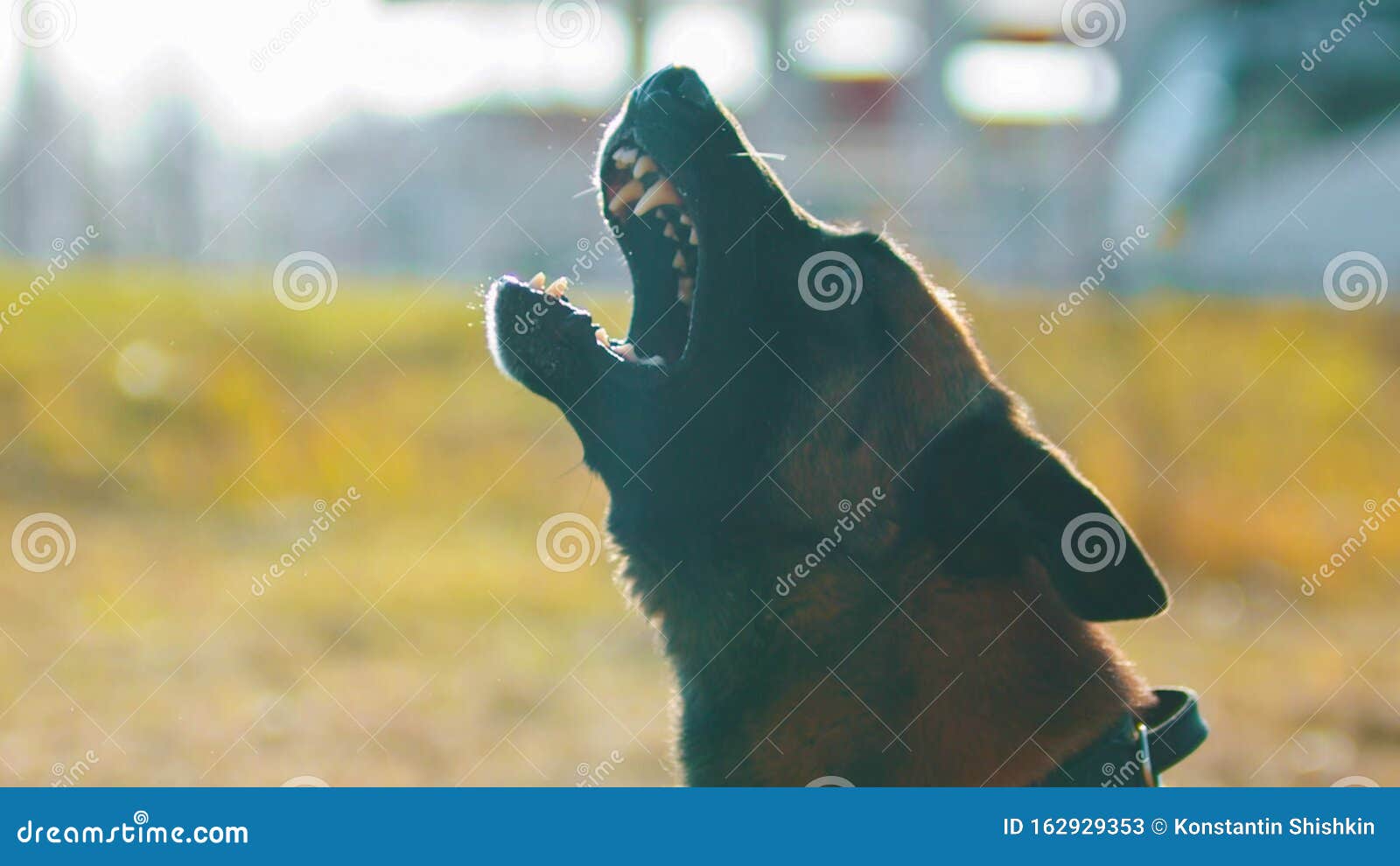 German Shepherd Dog Barking on Command - Side View Stock Image - Image ...