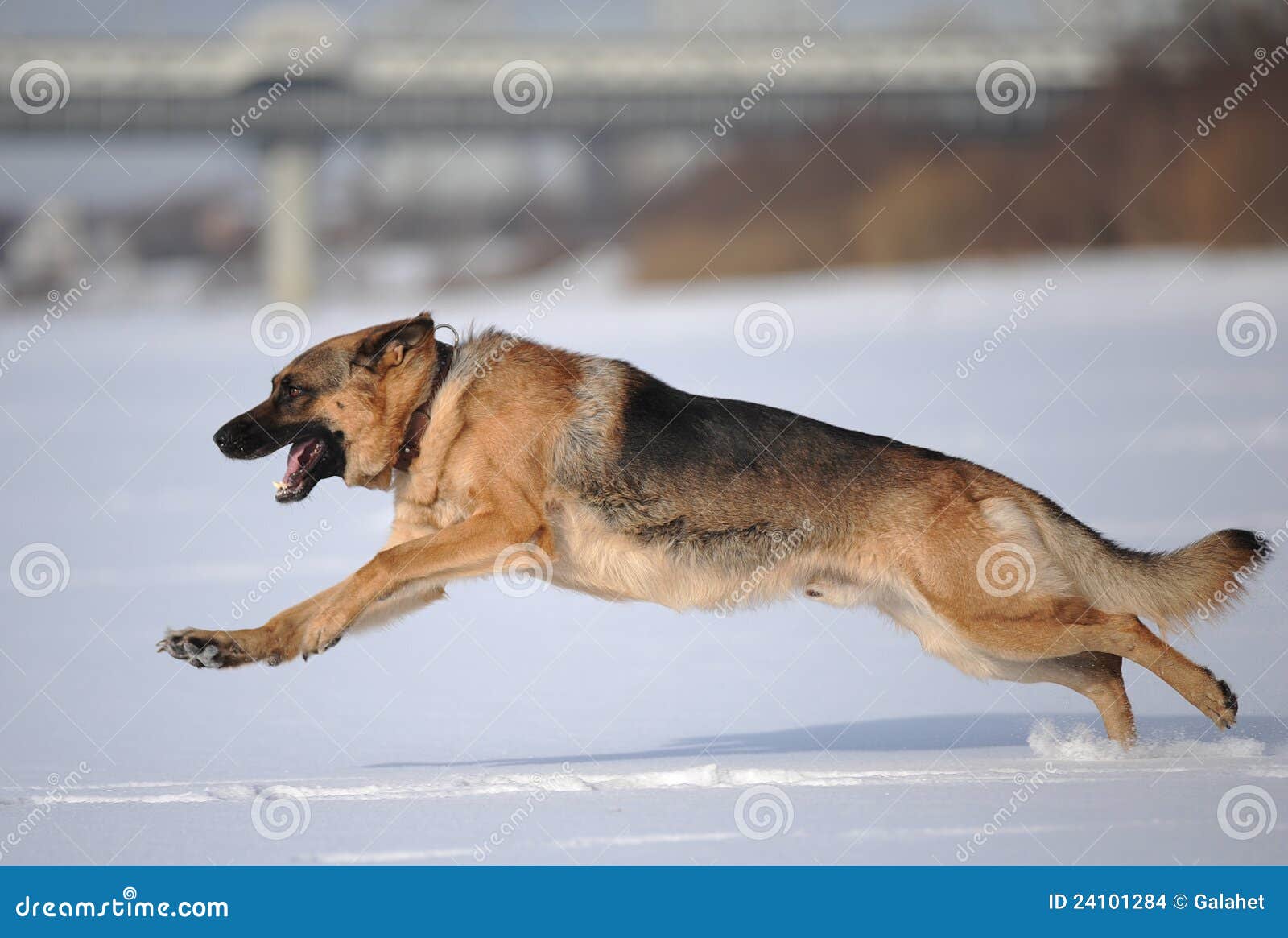German Shepherd Dog Breed is Running on the Field Stock Photo - Image ...