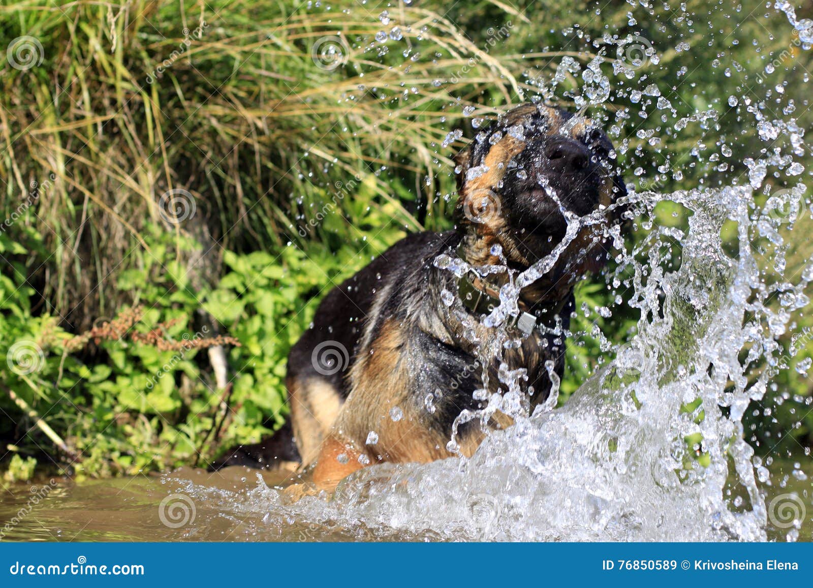 German Shepherd Dog Catches Fish Stock Image - Image of german ...