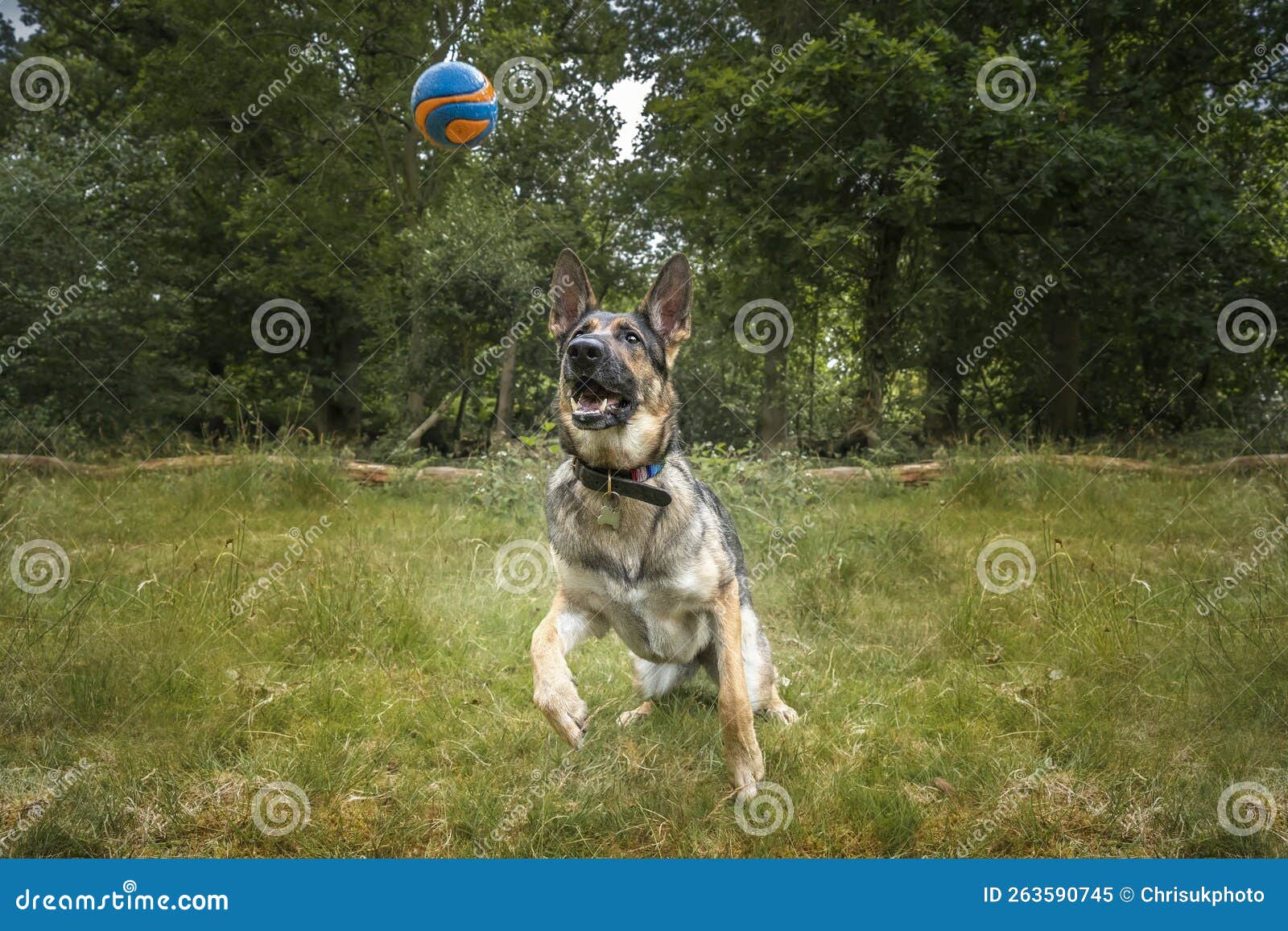 German Shepherd Dog Chasing Her Ball and Launching Stock Image - Image ...