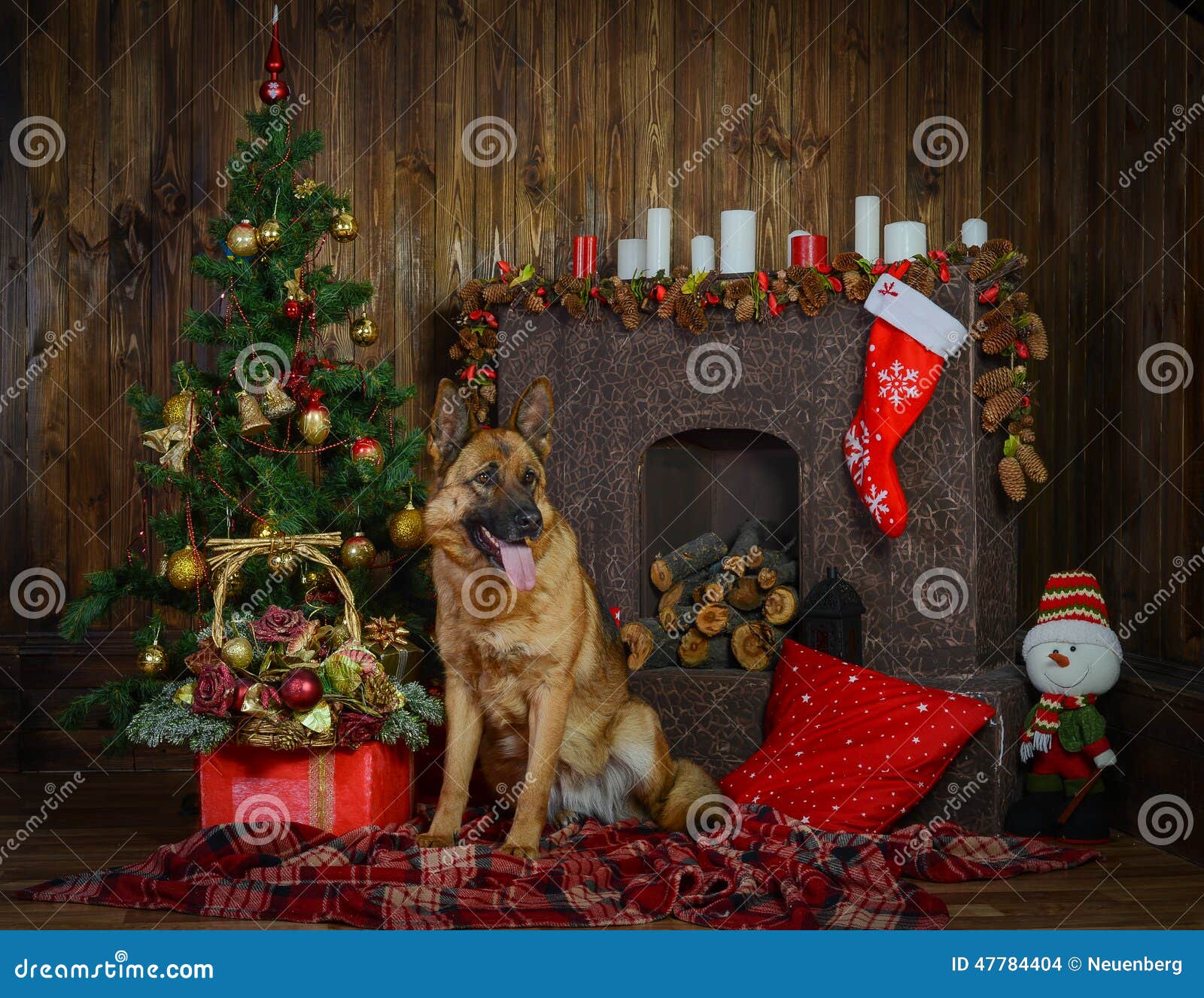 German Shepherd Dog for Christmas Stock Photo - Image of decorations ...