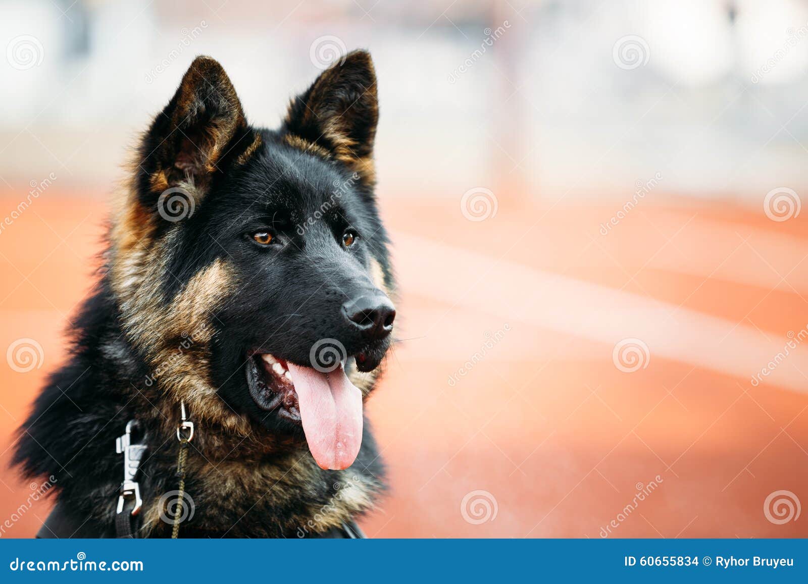 German Shepherd Dog Close Up Stock Photo - Image of german, close: 60655834