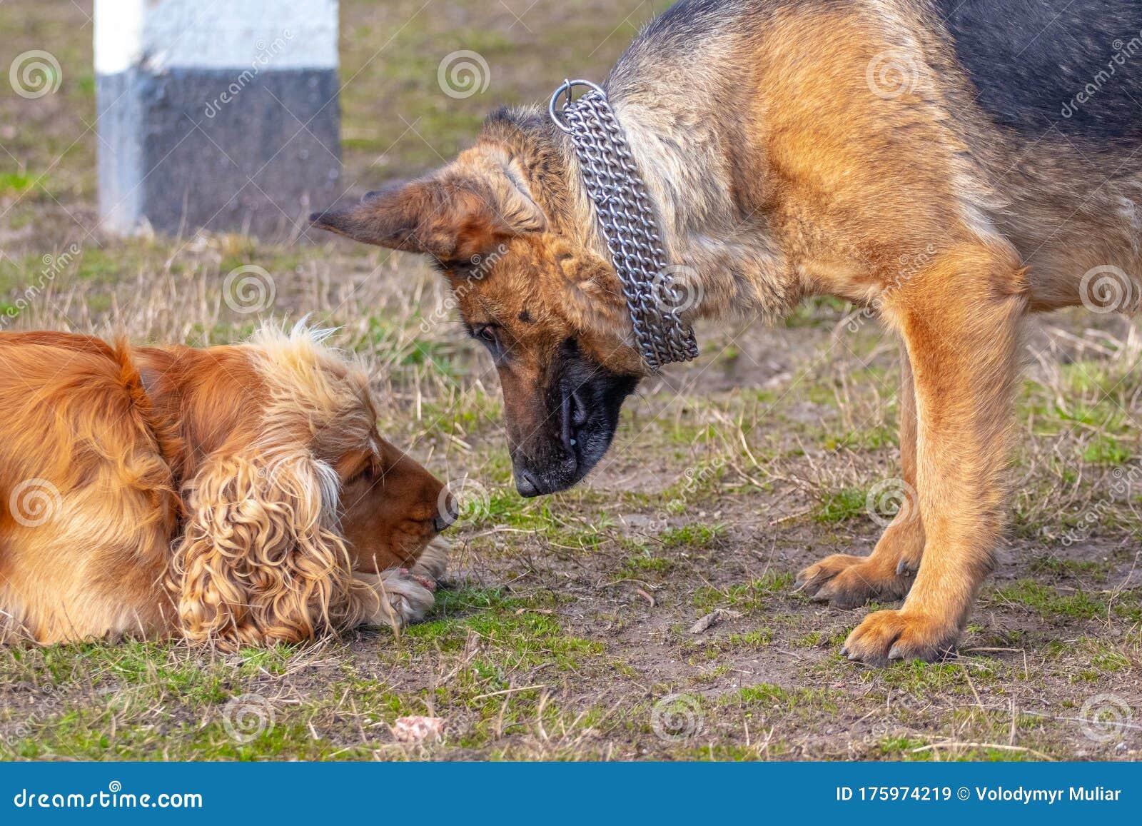 German Shepherd Dog and Cocker Spaniel on a Walk. Dogs Run and Play on ...