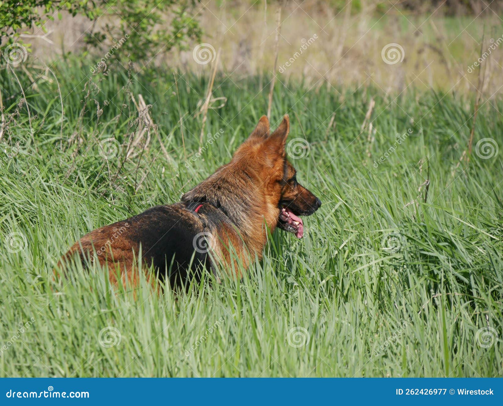 German Shepherd Dog in the Countryside Stock Image - Image of portrait ...