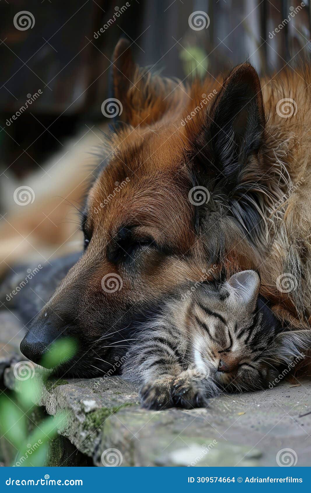 German Shepherd Dog Cuddling with a Sleeping Tabby Cat. Stock Photo ...