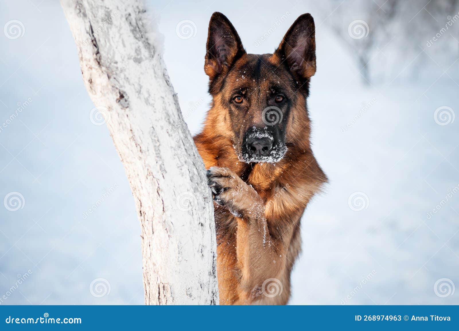 German Shepherd Dog Doing a Trick with a Tree Stock Image - Image of ...