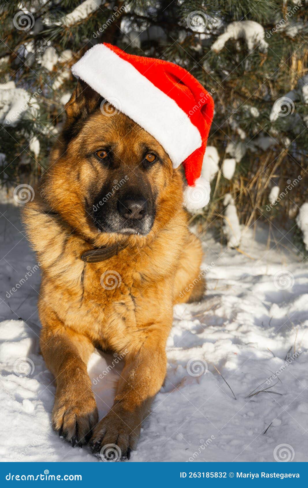 German Shepherd Dog Dressed in a Christmas Hat Stock Photo - Image of ...