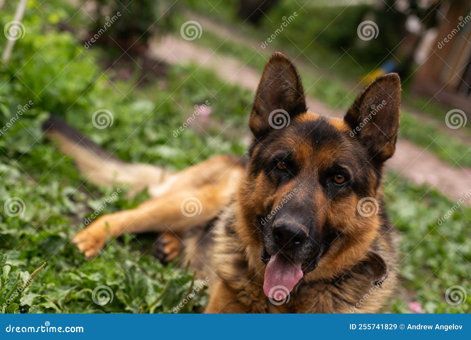 German Shepherd Dog Face Looking Nice Stock Image - Image of running ...