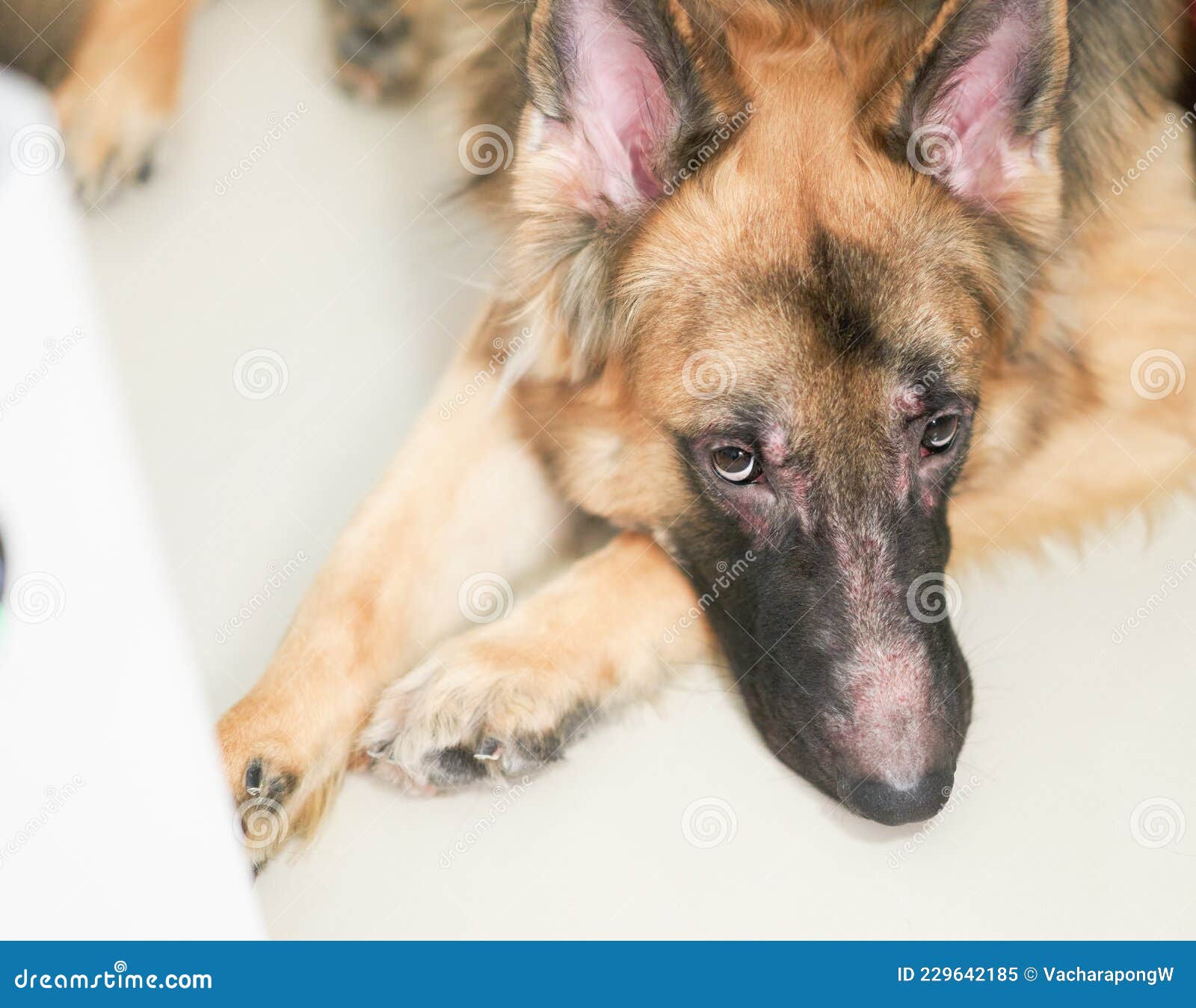 Are German Shepherds Allergic