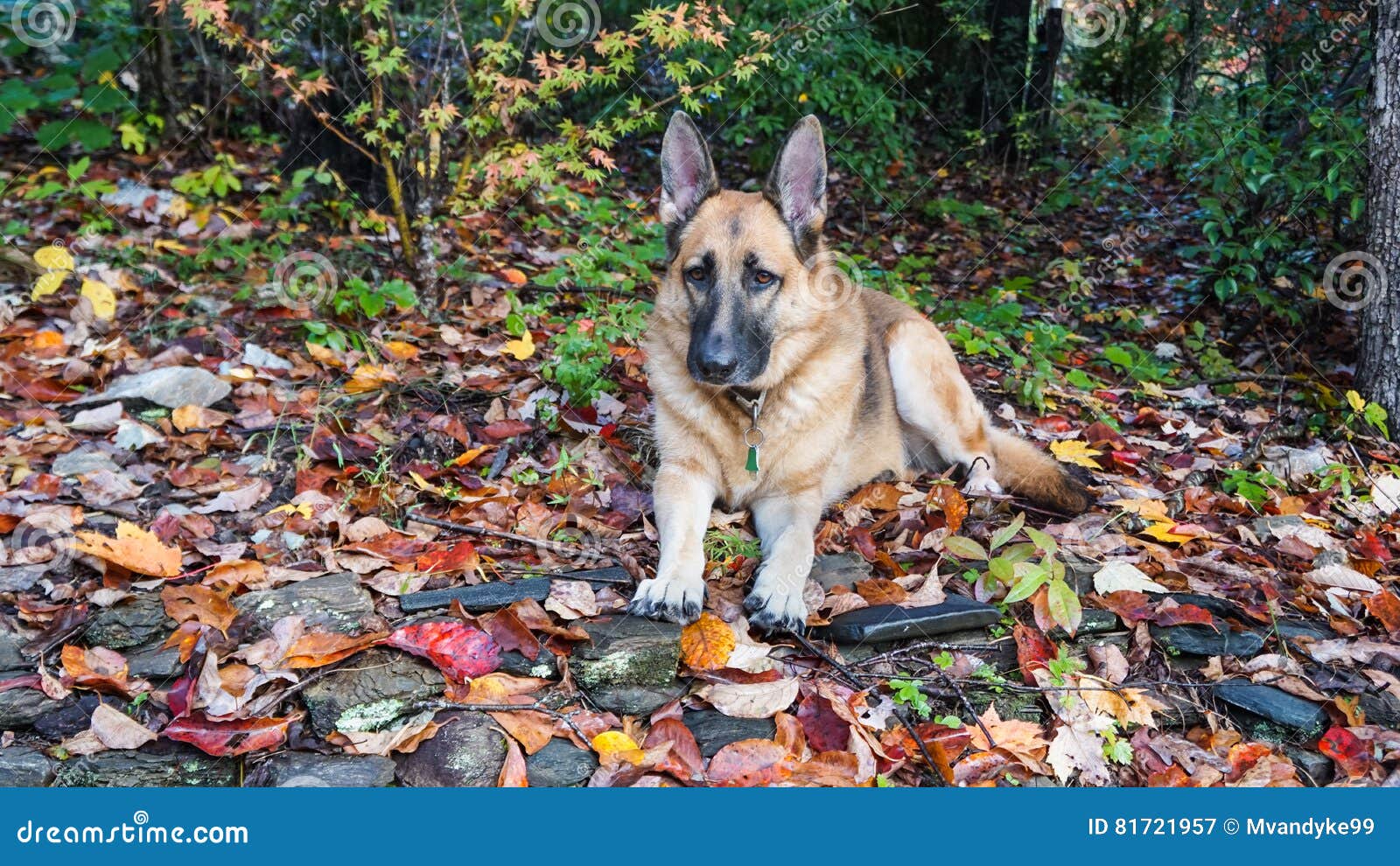 German Shepherd Dog in Fall Leaves Stock Image - Image of canine, alert ...