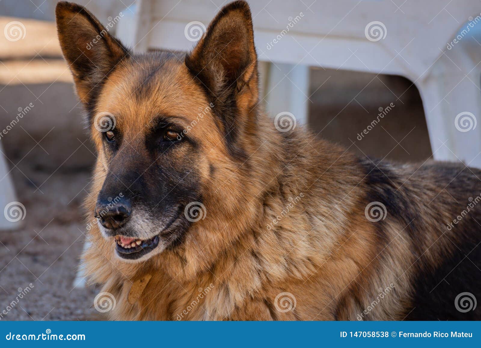 German Shepherd Dog in the Field. Dog Portrait Stock Photo - Image of ...