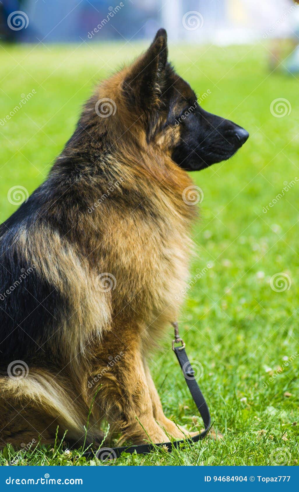 German Shepherd . Dog German Shepherd in a Nice Spring Day Stock Photo ...