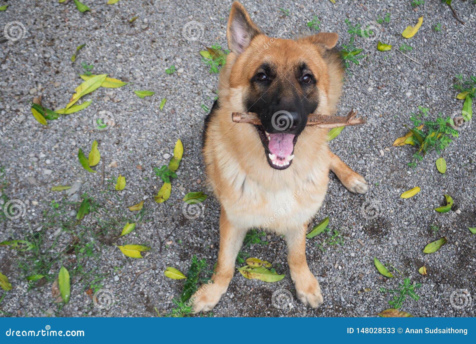 German Shepherd Dog Holding Tree Branch in Mouth Stock Image - Image of ...