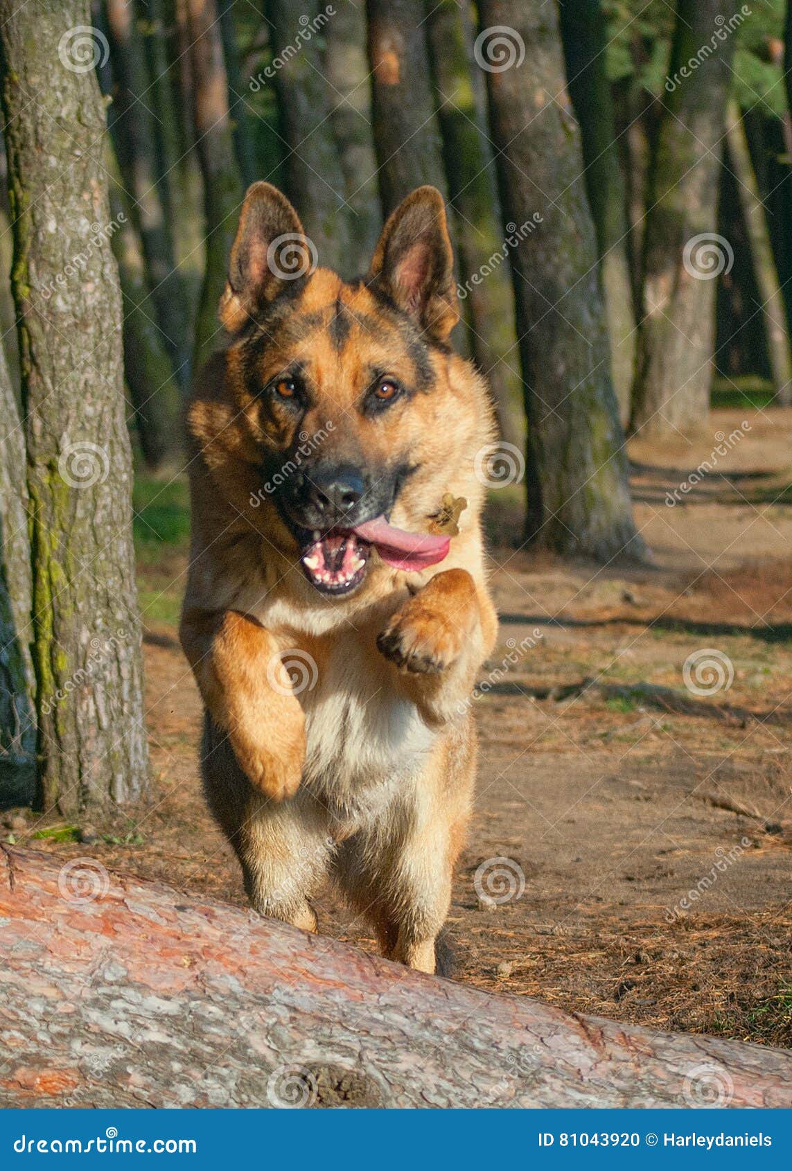 German Shepherd Dog Jumping Stock Photo - Image of animal, puppy: 81043920