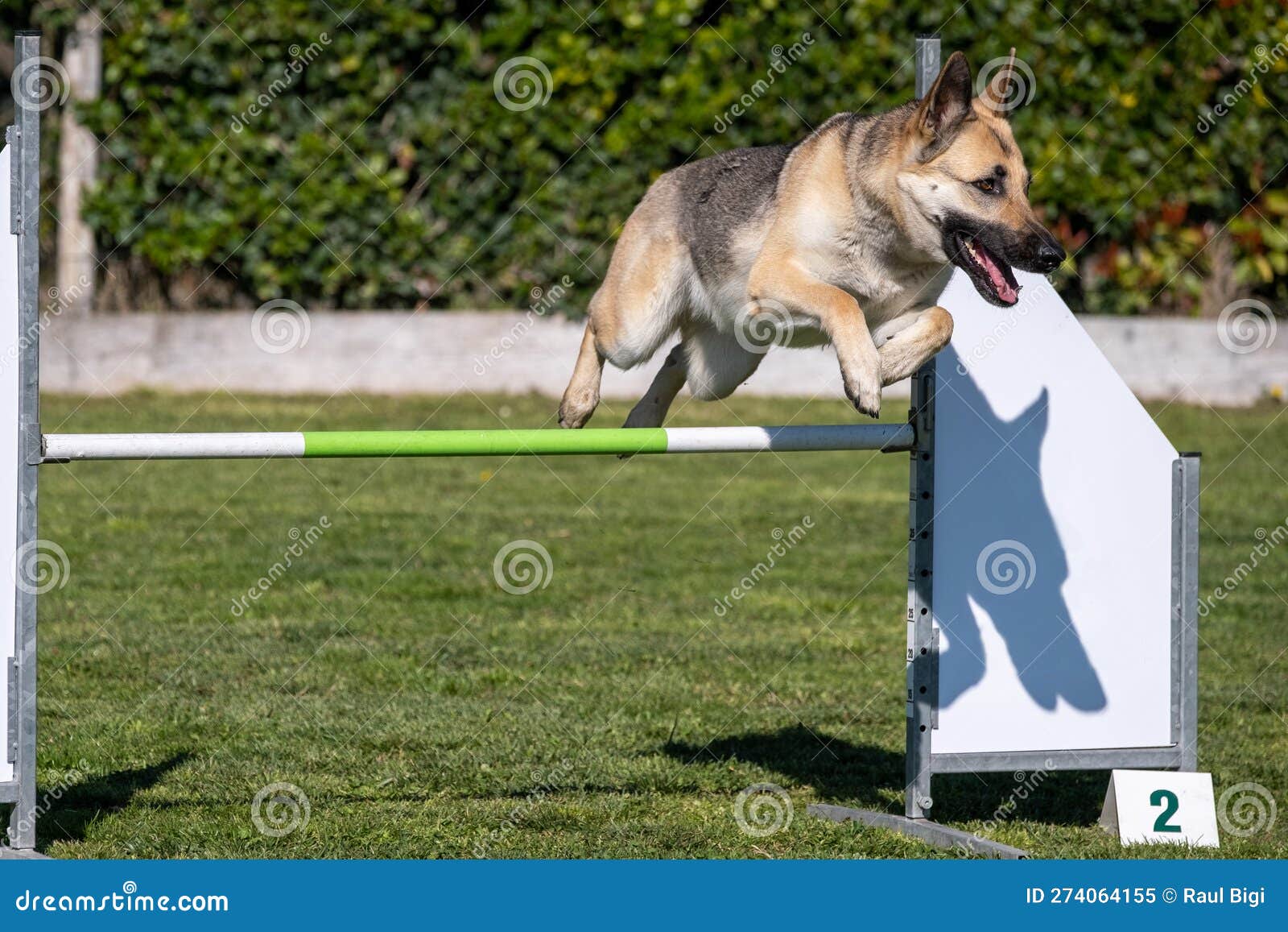 German Shepherd Dog Jumping Over the Obstacle during Agility Training ... German Shepherd Dog Jumping Over the Obstacle during Agility Training ...
