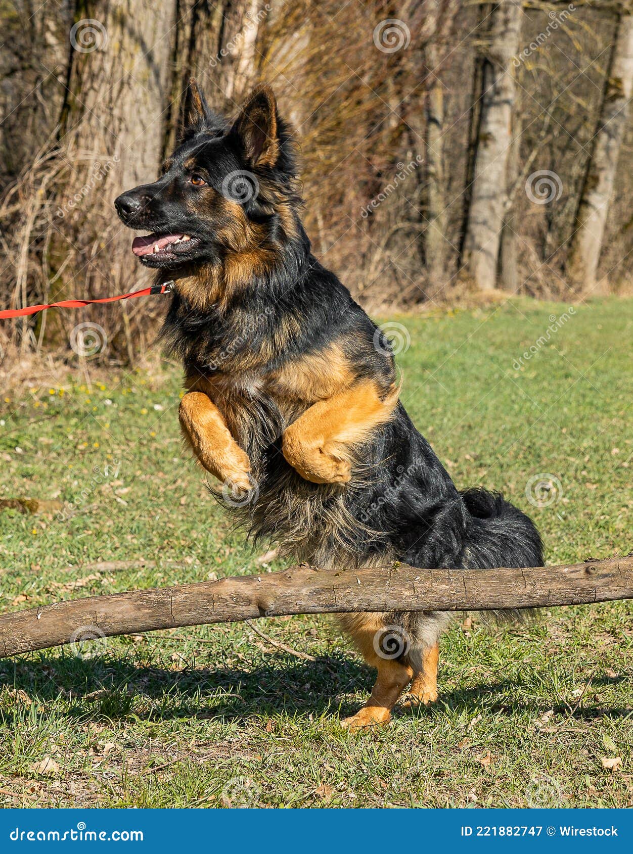 German Shepherd Dog Jumping Over a Thin Tree Trunk Stock Image - Image ... German Shepherd Dog Jumping Over a Thin Tree Trunk Stock Image - Image ...