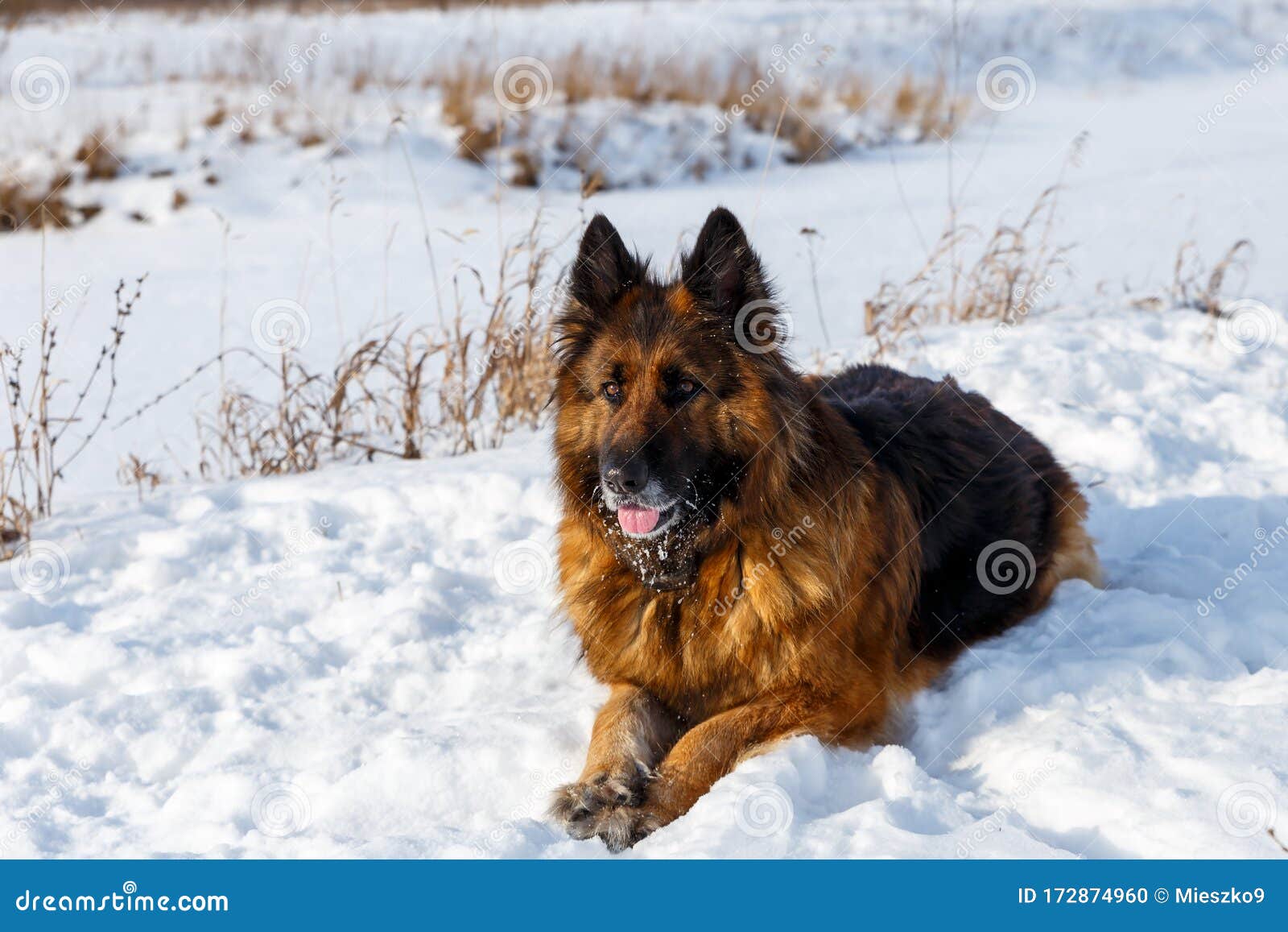 German Shepherd Dog Lies in the Snow and Looks Forward Stock Photo ...